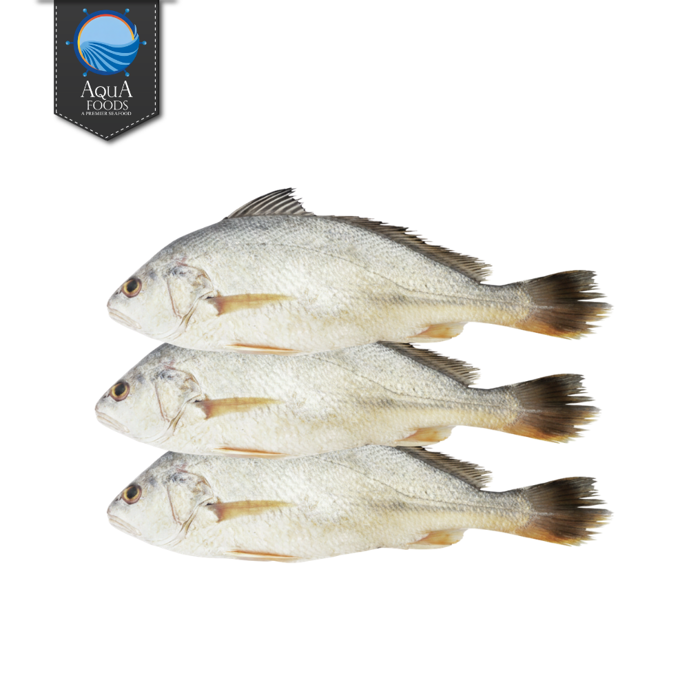 CROAKER (MUSHKA) – aquafood
